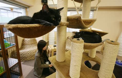 Los gatos ya no maullan ahora facturan el efecto nekonomics que impulsa la economía japonesa
