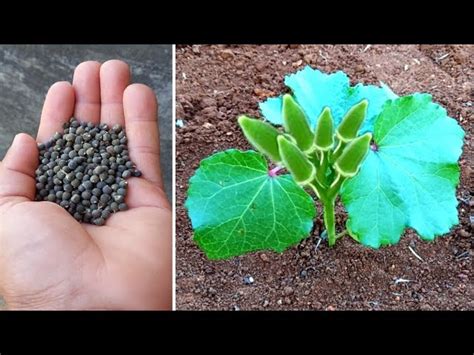 Okra Cultivation Gardener Guidebook