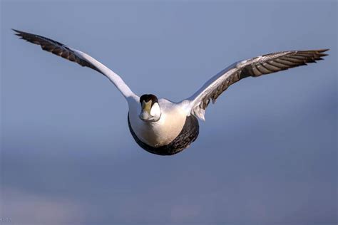 William Dickson Insearchpk