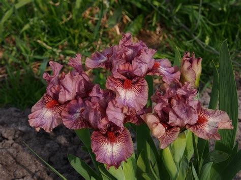 Standard Dwarf Bearded Iris Iris Raspberry Crisp In The Irises Database Garden Org