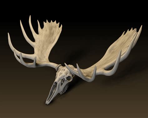 Moose Skull Art