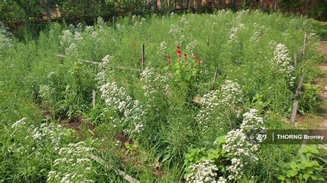 លោក ប៉ោង ថូ ដាំផ្កាជាច្រើនប្រភេទសម្រាប់លក់ នាថ្ងៃចូលឆ្នាំចិន