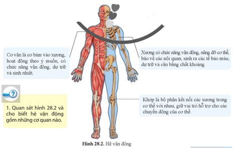 Quan sát hình 28 2 và cho biết hệ vận động gồm những cơ quan nào