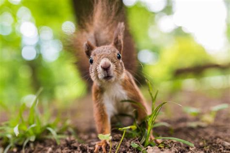 Squirrel Finder Object Detection Dataset And Pre Trained Model By