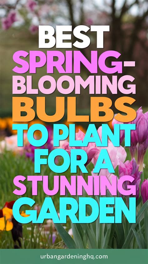 Best Spring Blooming Bulbs To Plant For A Stunning Garden
