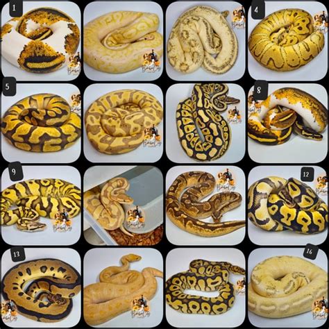 Ball Pythons Group By Bourbon City Exotics