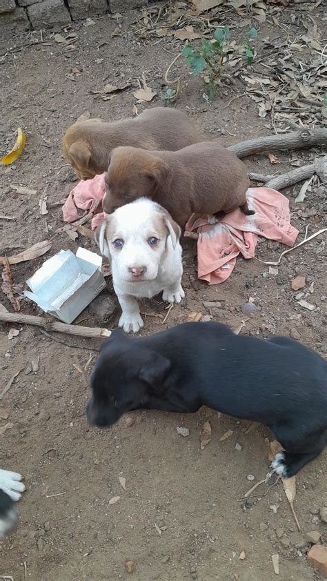 Male English Pointer Pups For Sale Junk Mail