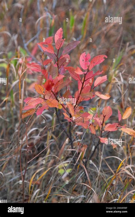 Small Tree Changing Color Stock Photo Alamy
