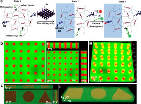 Light Induced Orthogonal Patterning Of A Hydrogel Exhibiting Dual