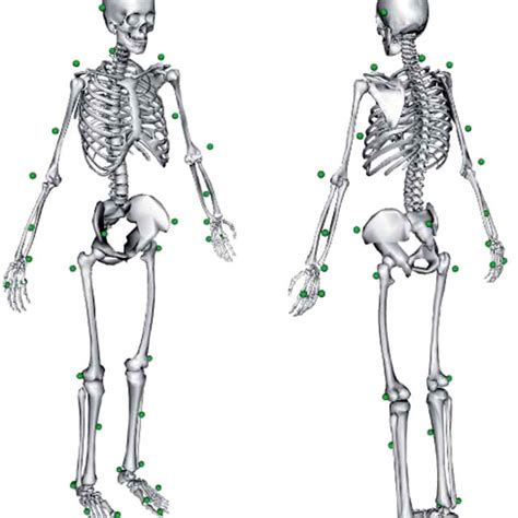 2D Biomechanical Model Of The Subject Download Scientific Diagram