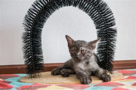 Diy Cat Grooming Arch Self Groomers You Can Make Today With Pictures Hepper Cat Diy
