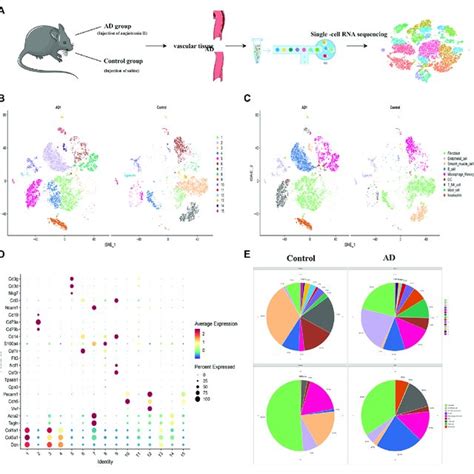 identification of cell clusters and types by single cell rna