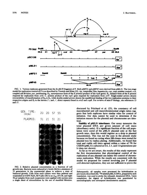 Similarities In Control Of Mini F Plasmid And Chromosomal Replication