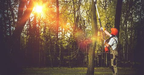 Tree Trimming Napier Trusted And Affordable Tree Trimming