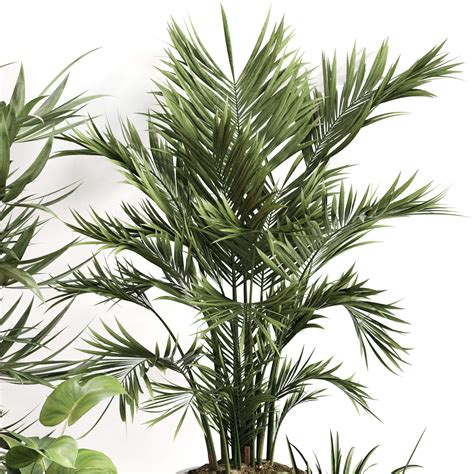 Indoor Plant Set 0158 3d Model By Mojdeh Feyzi