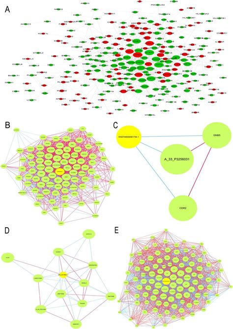 Ppi And Lncrna Mrna Coexpression Network A Ppi Network Analysis Of