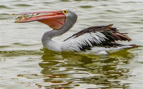 The Pelican Brief Birdlife Australia