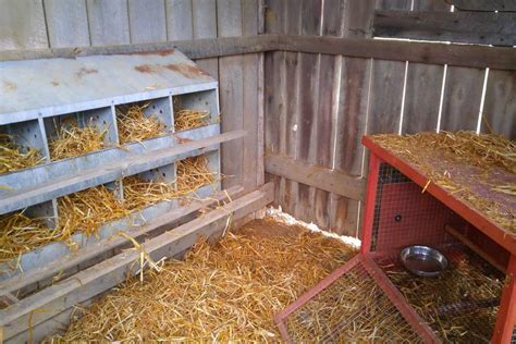 Chicken Nesting Box Size Your Ultimate Guide