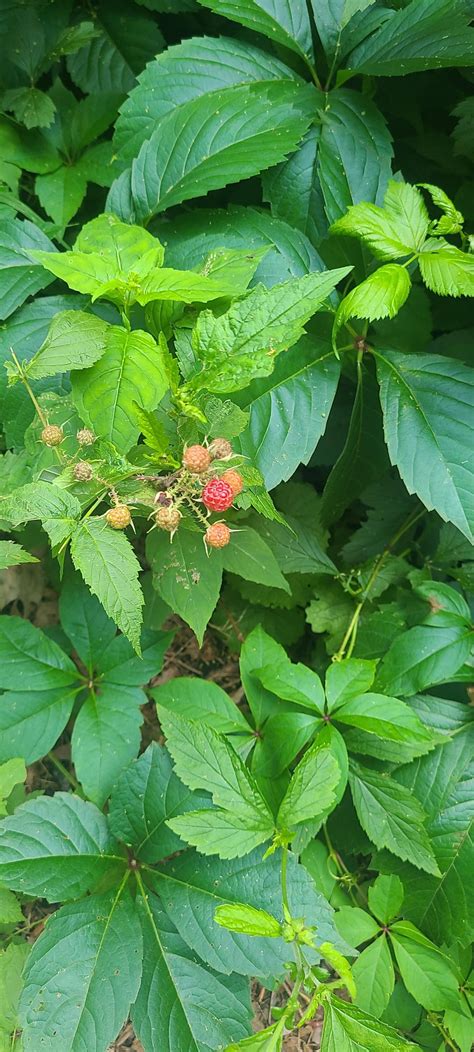 Wild Berry Foraging In New England Rforaging