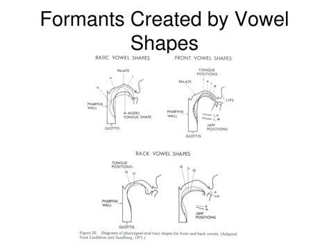 Ppt Articulation And The Vocal Tract Chapter 8 Powerpoint Presentation Id325813