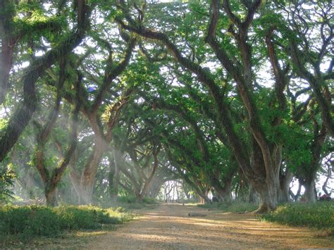 Hutan De Djawatan Tiket And Daya Tarik Agustus 2026