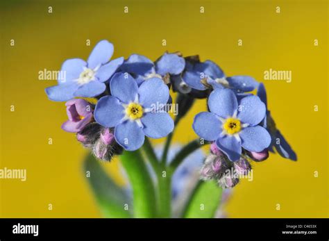 What Flowers Are Blue And Yellow