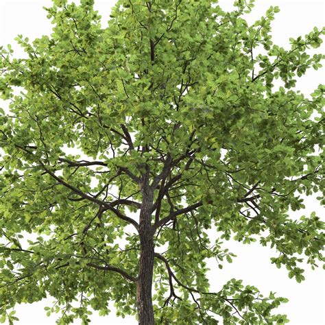 Oak Tree D Model For Corona VRay