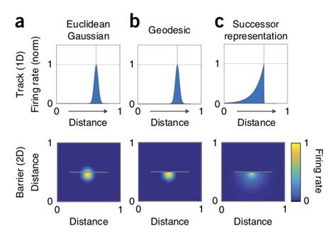 Cognitive Maps And Successor Representations