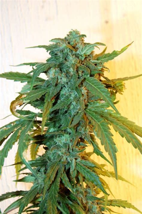 c99 from female seeds