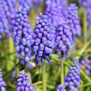 Мускари армянский (Уход, Характеристики, Цветок, Изображения)