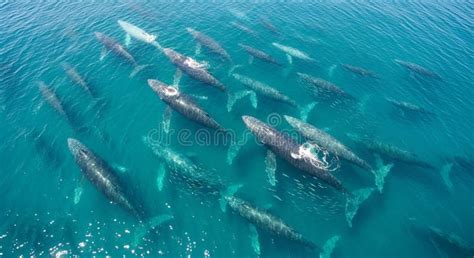 Aerial View Of A Pod Of Humpback Whales Gracefully Swimming In Clear