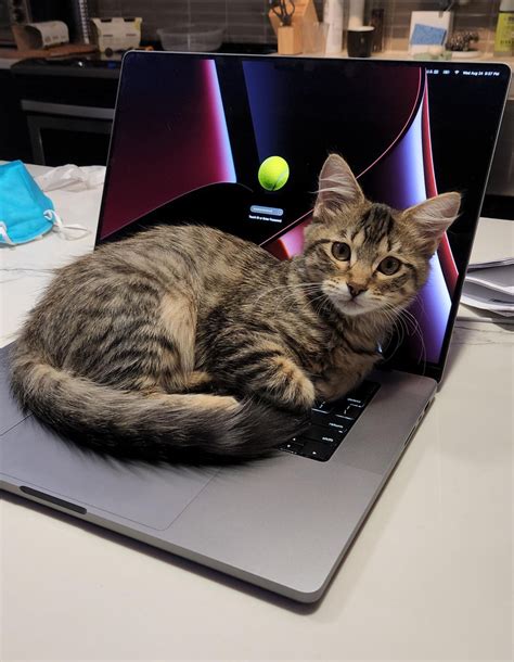 How Has My Day Been Weeeeeell Rprogrammerhumor