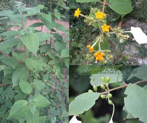 ධම්මානන්ද හිමි ශාකයක වතගොත අංක 14 😍 මුස්සැන්ද වෙල් බුත්සරණ Botanical Name Mussaenda