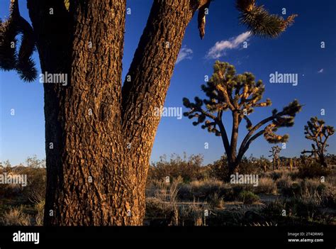 Joshua Trees In Shadow Valley Mojave National Preserve California