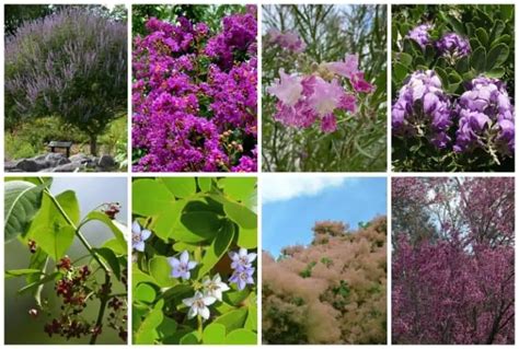 20 Flowering Trees To Grow In Indiana Incl Purple Blooms
