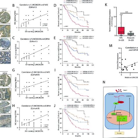 Linc00239 Expression Has A Positive Correlation With Nrf2 And Gpx4