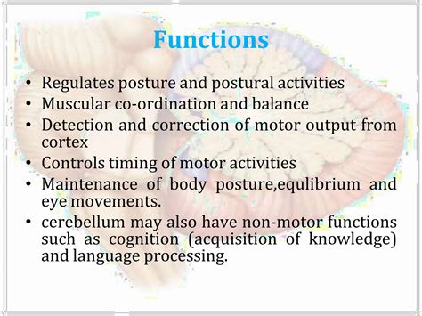 Anatomy Of Cerebellum Pptx