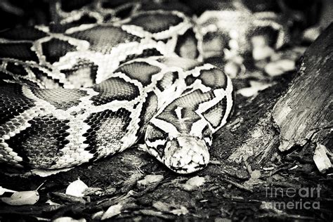 Python Photograph By Alan Oliver Fine Art America