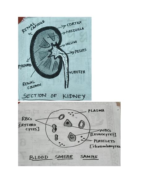 Draw Neat Labelled Diagrams Pdf