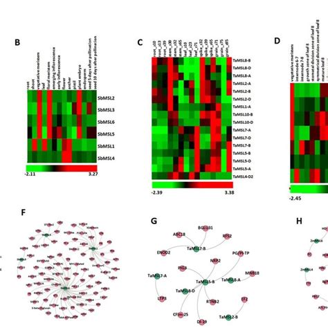 Phylogenetic Tree Cis Regulatory Element Analysis And Gene Structure