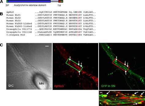 Figure 1 From Neurexin Neuroligin Transsynaptic Interaction Mediates Learning Related Synaptic