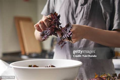 Shiso Leaf Photos And Premium High Res Pictures Getty Images