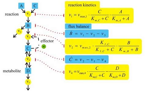 Basic Setup Of A Metabolic Pathway Model The Left Part Of The Figure Download Scientific