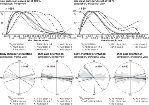Compilation Of Size Classes Shell Axes And Body Chamber Orientations Download Scientific