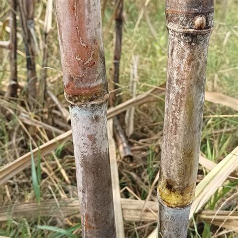 Sugarcane Buddetection Dataset Object Detection Dataset By Buddetection