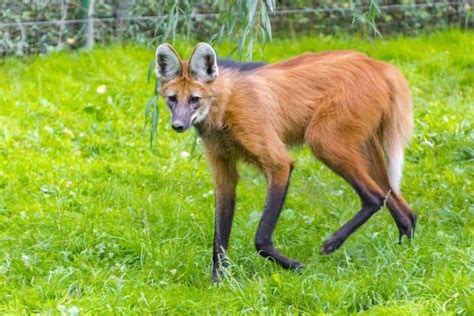 Maned Wolf Animal Facts Chyrsocyon Brachyurus A Z Animals