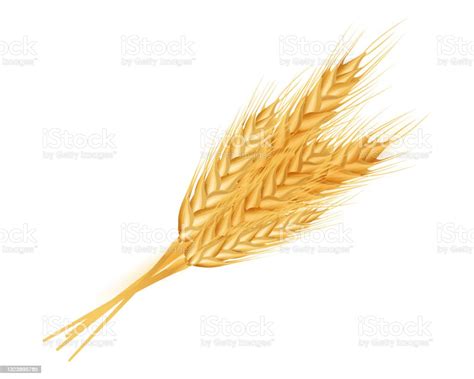 밀 귀가 잘 익은 세트 스파이크렛 과 곡물 유기농 제품 빵집 농업을 위한 디자인 요소 흰색 배경에 격리 벡터 그림입니다 0명에