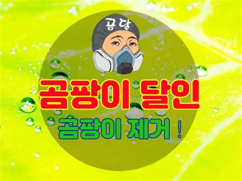 단독주택 곰팡이 제거 재발 방지 전략 세우기 네이버 블로그