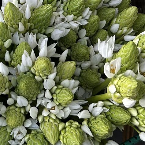 Chin Chin The Flower Express