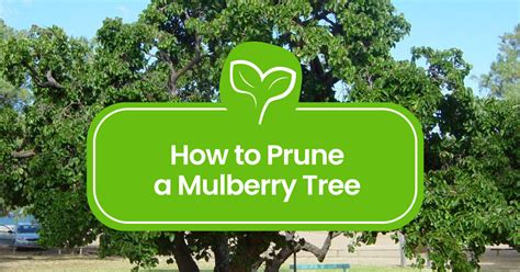 How To Prune A Mulberry Tree Essential Tips For Healthy Growth Plantilio